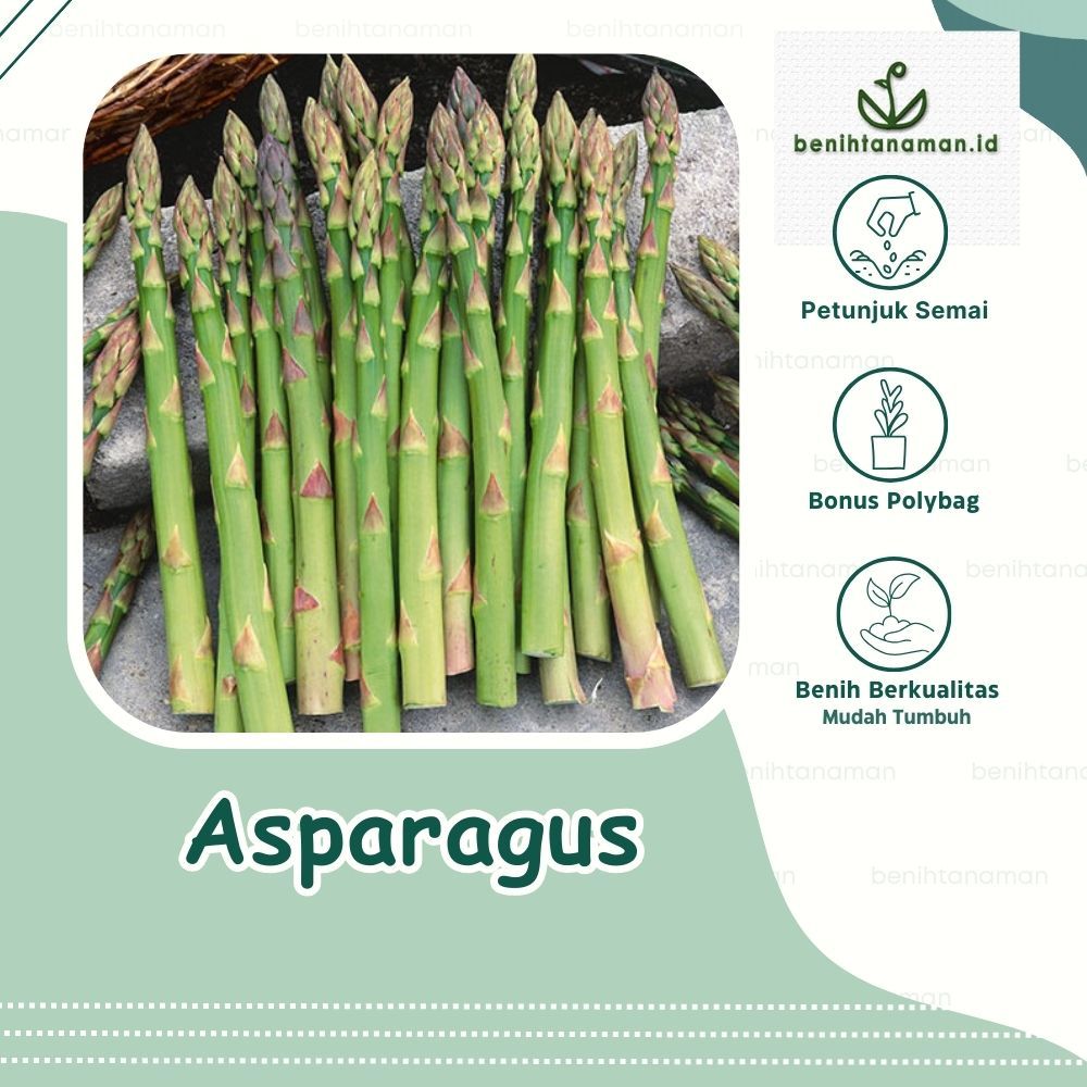 Jual 5 Biji - Benih Asparagus Mary Washington | Shopee Indonesia