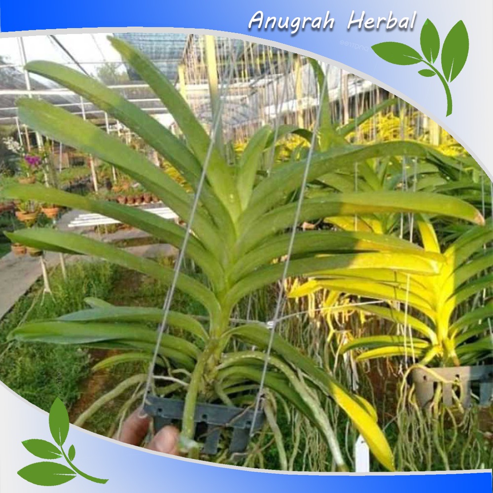 Jual ANGGREK PANDA PUTIH\ANGGREK PANDA SIAP BERBUNGA | Shopee Indonesia