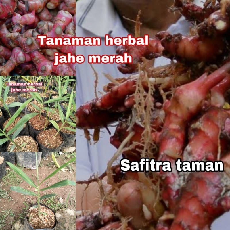 Jual Tanaman Bibit jahe merah ( HERBAL ) | Shopee Indonesia