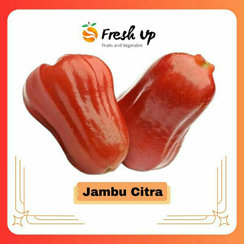 Jual Jambu Citra Merah Super | Shopee Indonesia