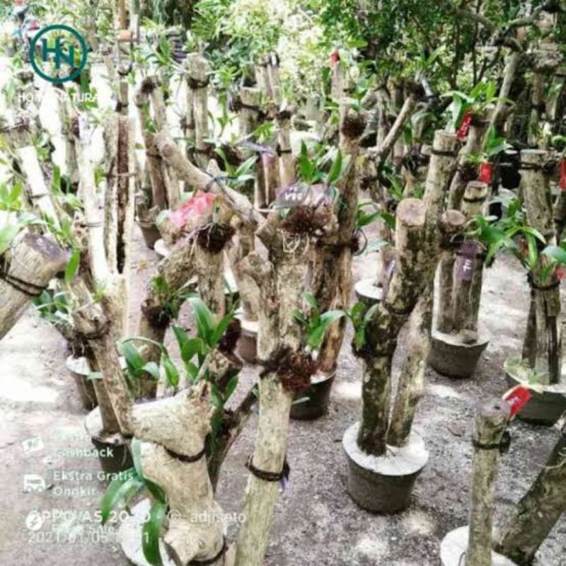 Jual Kayu Kopi anggrek | Shopee Indonesia