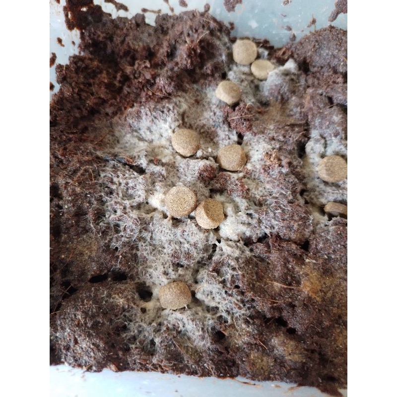 Jual Cacing grindalworm cacing putih | Shopee Indonesia