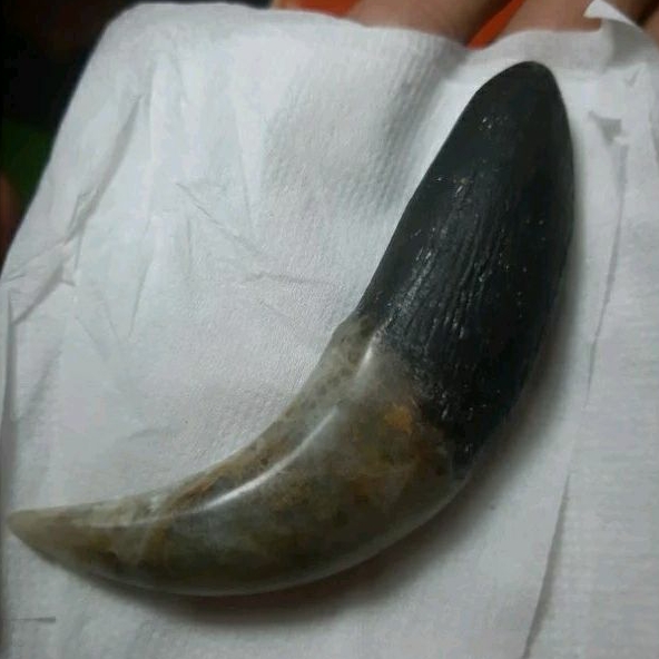 Jual Batu posil taring purba antik lanka | Shopee Indonesia