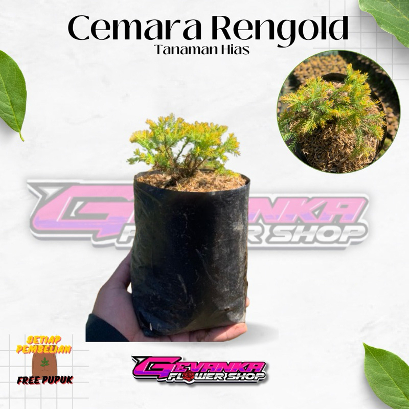 Jual Bunga CEMARA REN GOLD - Tanaman Hias Hidup Daun Cemara Ren Gold ...