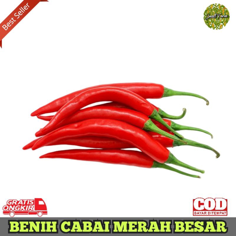 Jual Benih Cabe merah besar isi 10Benih | Shopee Indonesia