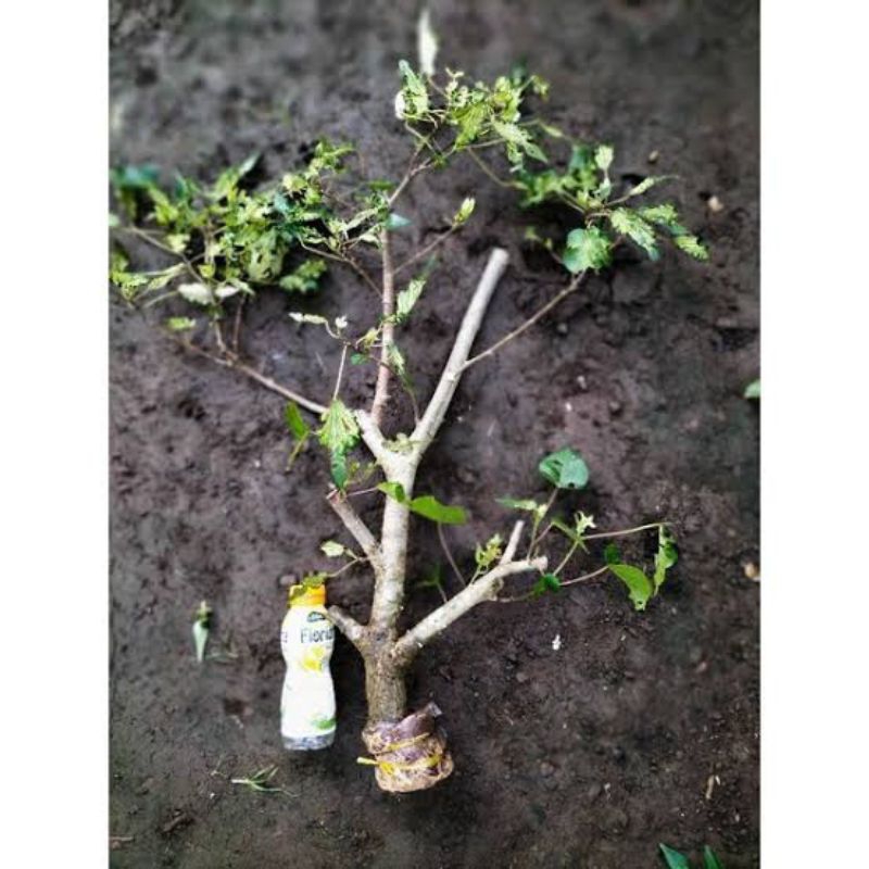 Jual Bahan bonsai waru wayang ukuran besar | Shopee Indonesia