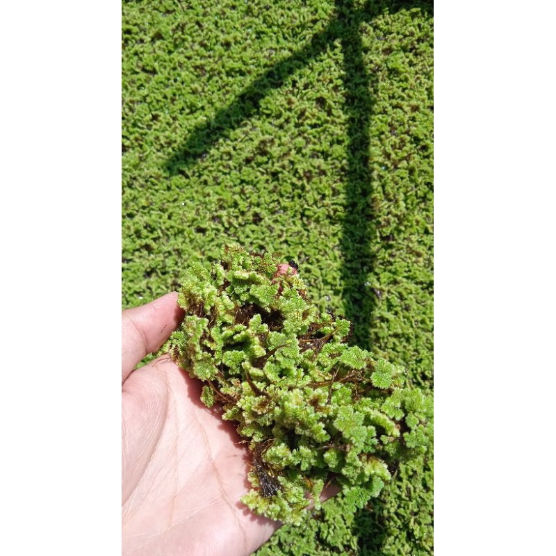 Jual Paket Lengkap Budidaya Azolla | Shopee Indonesia