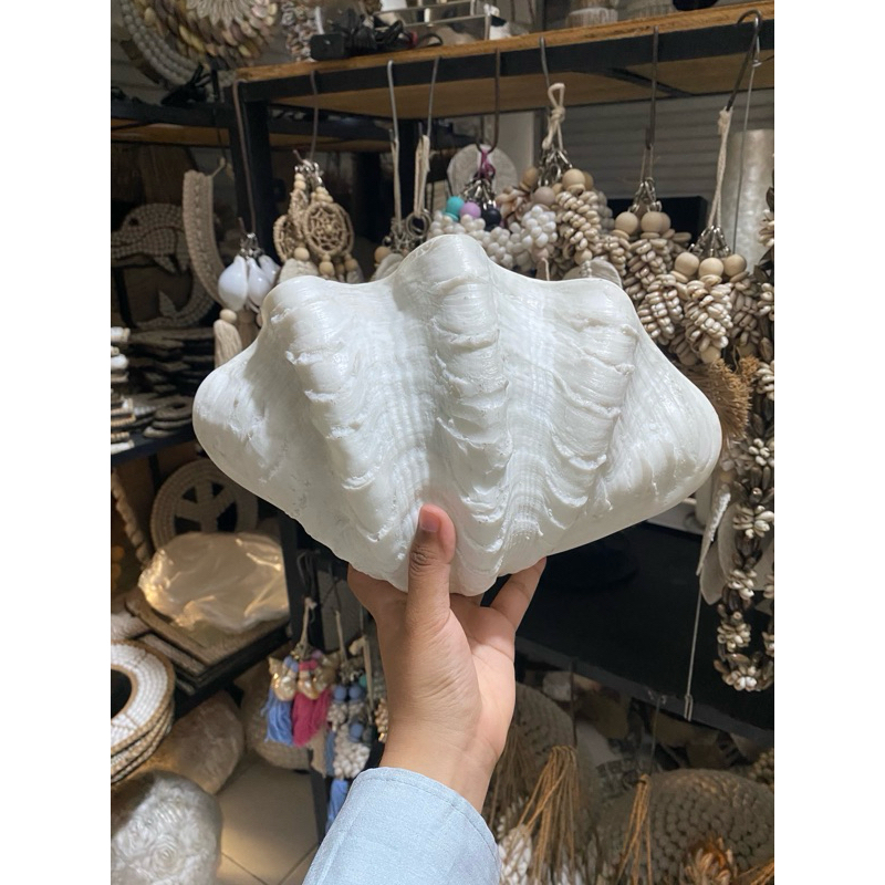 Jual Kerang kema resin - kerang laut putih - ocean sea | Shopee Indonesia