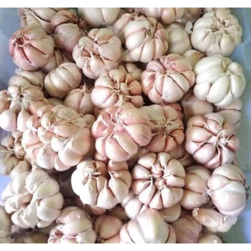 Jual bawang putih fresh import/HONAN sinco | Shopee Indonesia