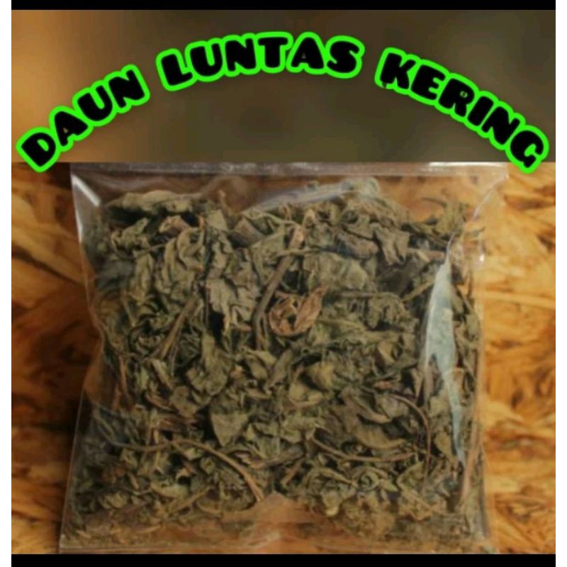 Jual Teh daun beluntas kering / Daun luntas kering | Shopee Indonesia