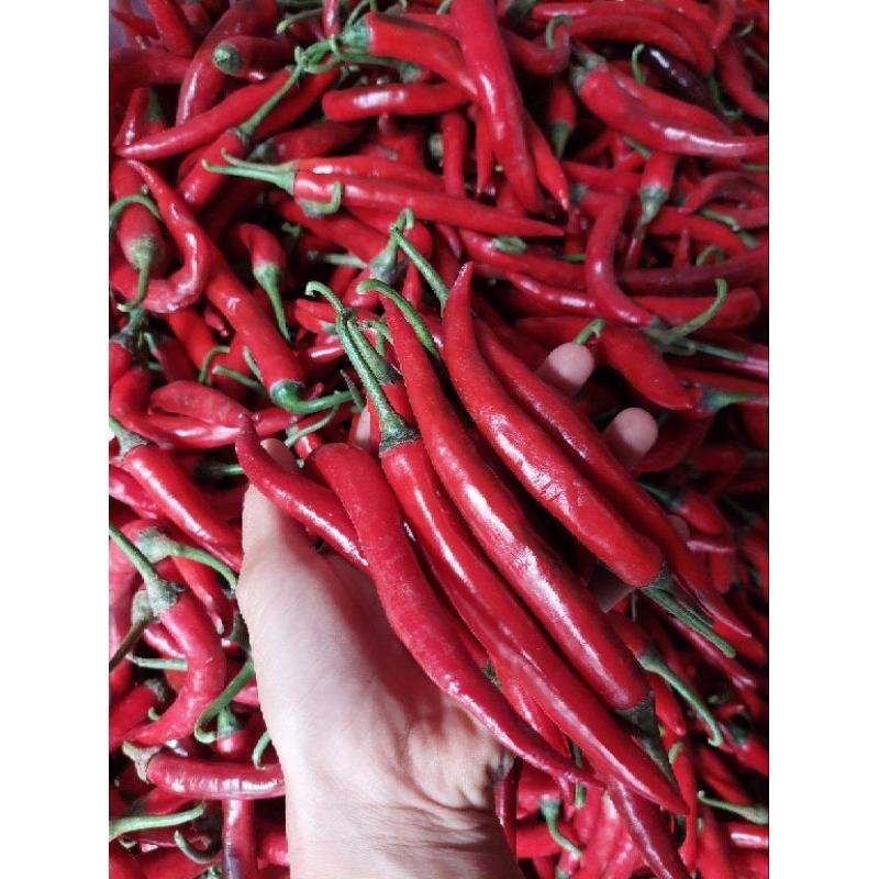 Jual CABE MERAH BESAR 500 gram | Shopee Indonesia