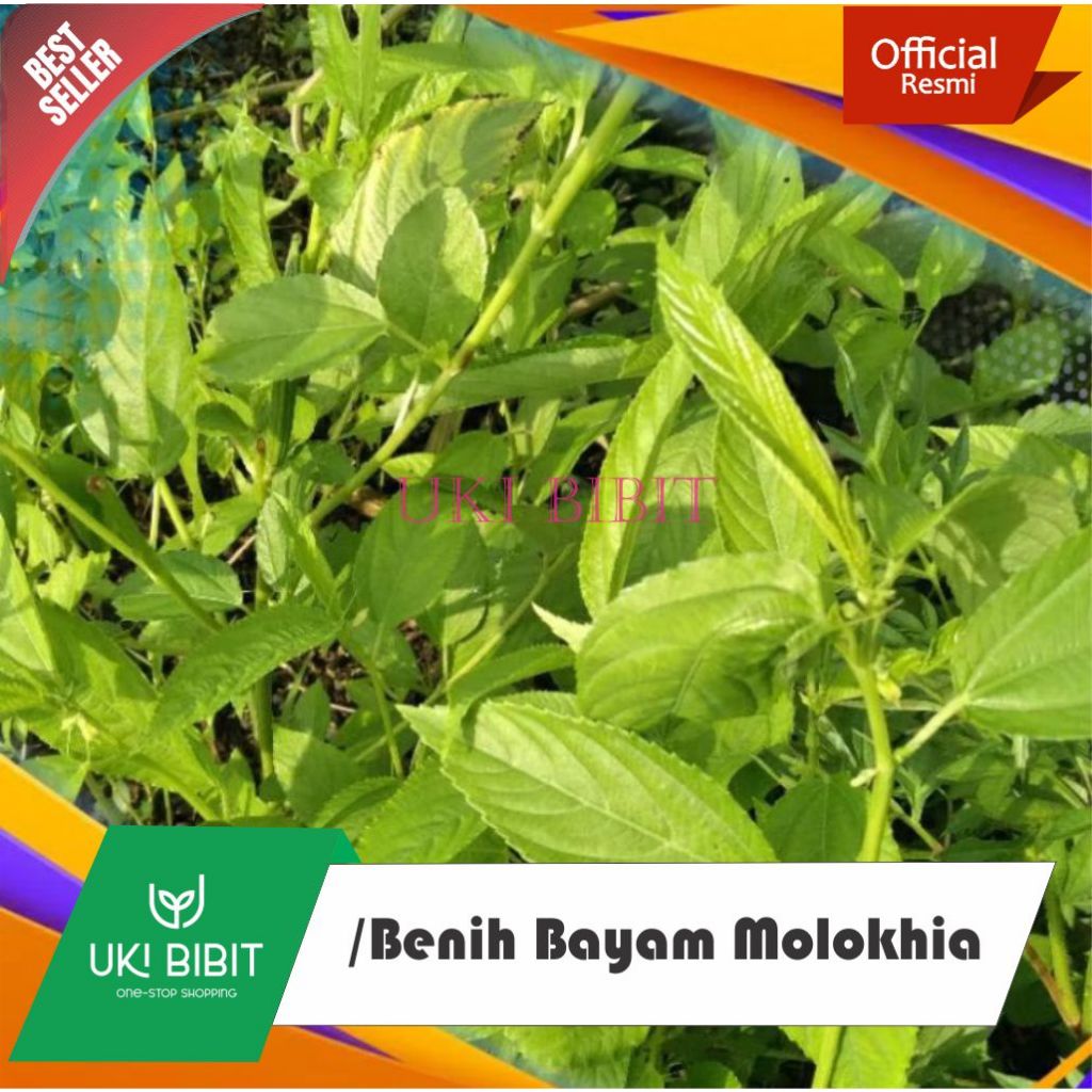 Jual ( 140 Butir ) Benih Bayam Molokhia | Bayam Mesir | Bayam Arab ...