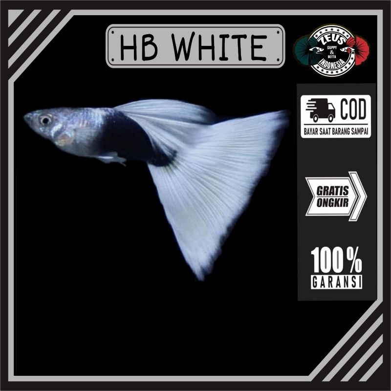 Jual Guppy HB WHITE pasangan hiasan akuarium | Shopee Indonesia