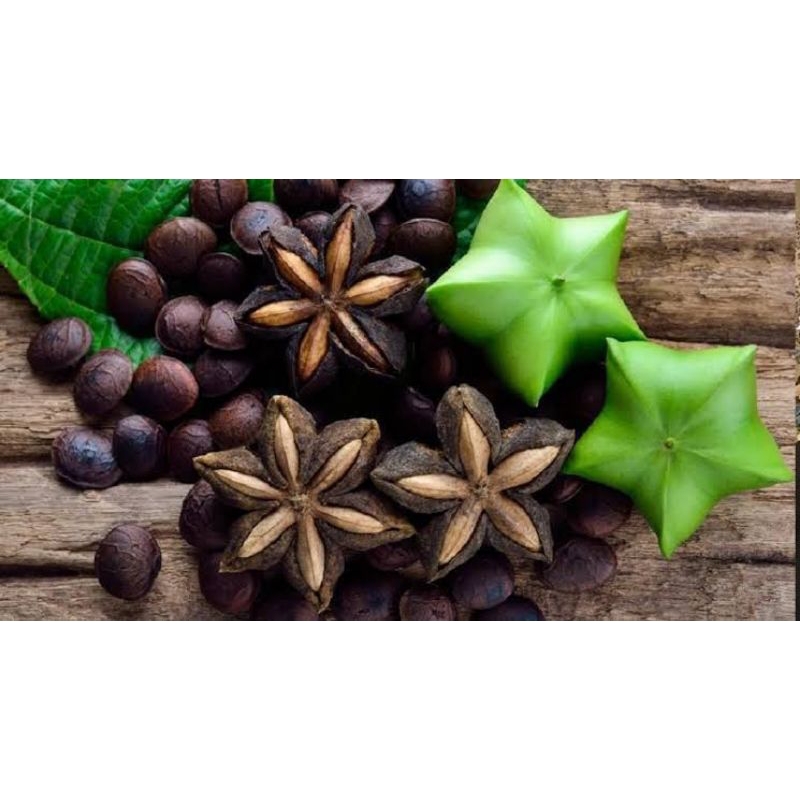 Jual Benih Kacang Sacha Inchi isi 7 butir | Shopee Indonesia