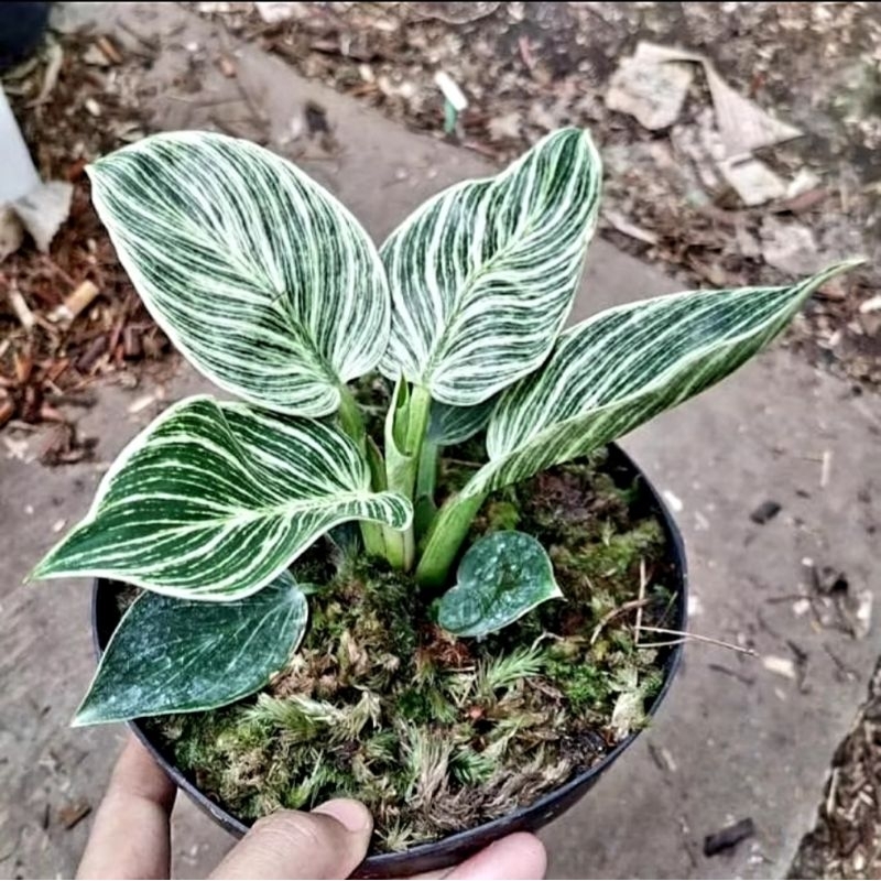 Jual Tanaman Hias philo birkin remaja 4-6 daun /Tanaman Hias pilo ...
