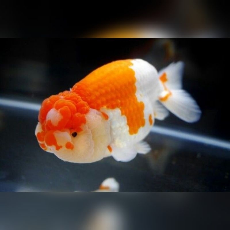 Jual Ikan Hias Koki Ranchu Red White Koki Rancu Merah Putih Size 4cm ...