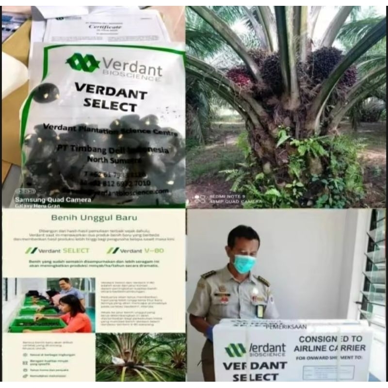 Jual Benih Sawit Unggul VERDANT SELECT unggul ORIGINAL | Shopee Indonesia
