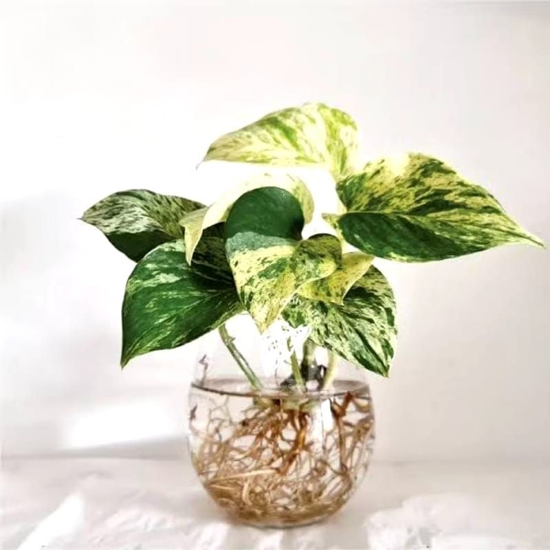 Jual (BISA COD) TERMURAH! Tanaman Hias Sirigading Variegata Dekorasi ...