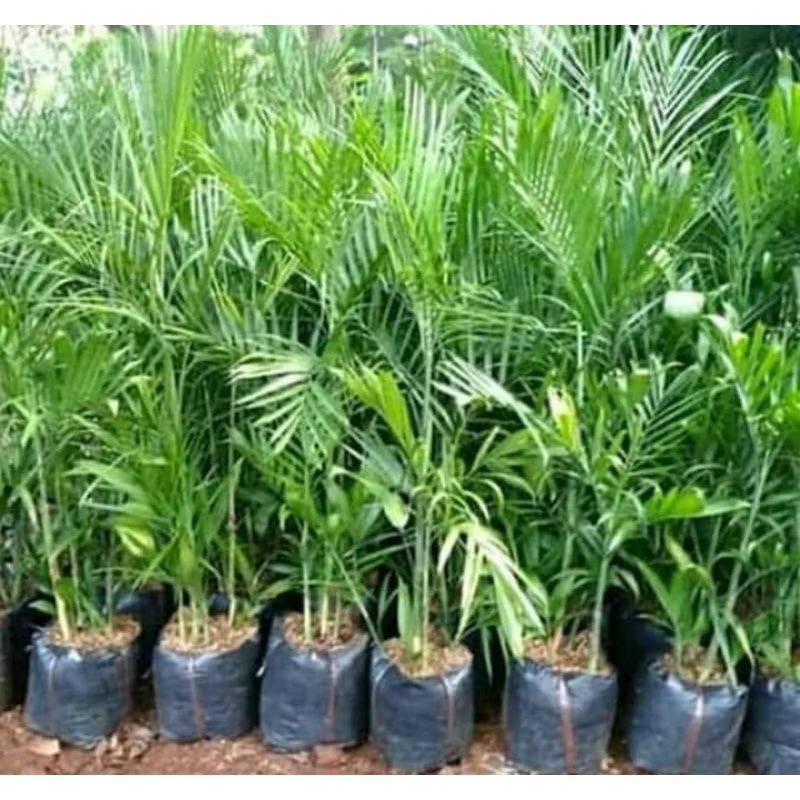 Jual Tanaman hias palem komodoria rumpun+ T 100 cm-150 cm daun+palem ...
