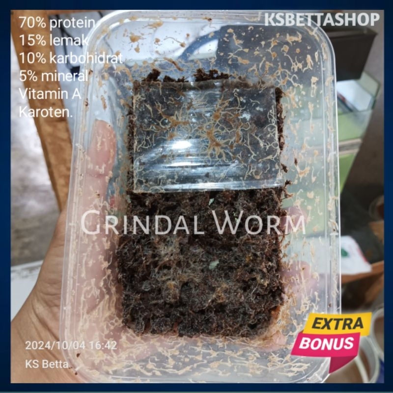 Jual Starter Grindal worm cacing grindal budidaya pakan burayak ikan ...