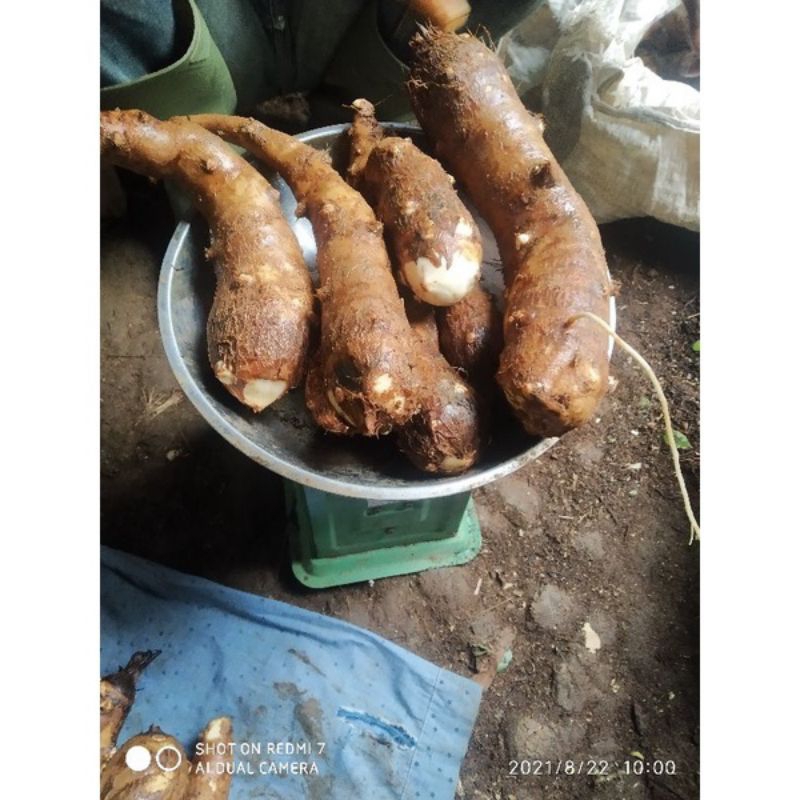 Jual umbi talas kimpul / mbote / tala gajah kemasan 1 kg | Shopee Indonesia