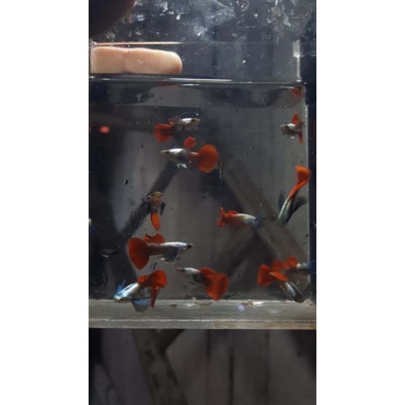 Jual Hiasan Aquarium (Sticker Guppy PRTDE ROUND TAIL) | Shopee Indonesia