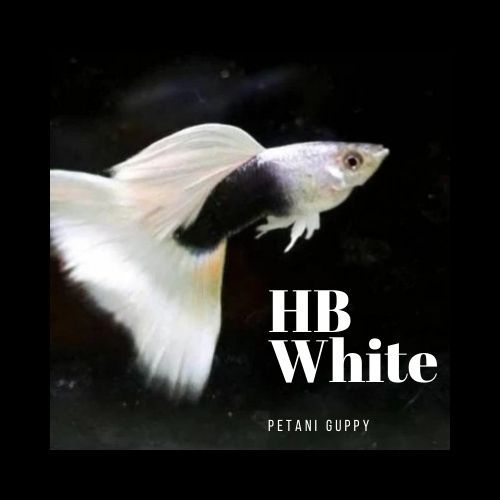 Jual Dekorasi Aquarium Guppy HB White | Shopee Indonesia