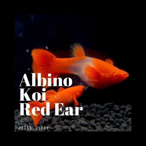 Jual Dekorasi Aquarium Guppy Albino Koi Red Ear | Shopee Indonesia