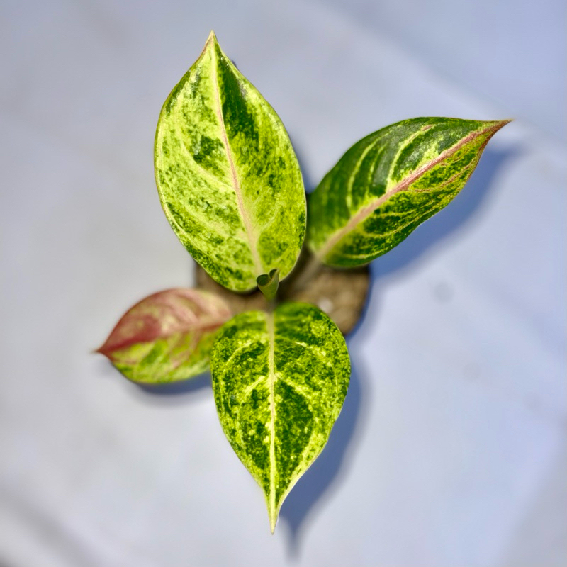 Jual Aglaonema Golden siam | Shopee Indonesia