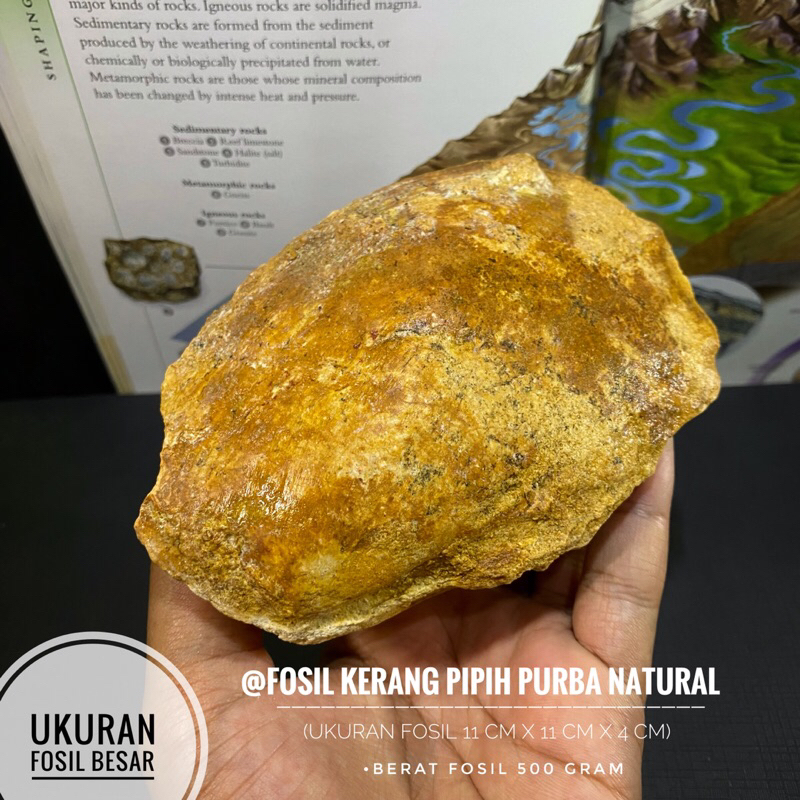 Jual Fosil Kerang Pipih Natural A4 atau Fosil Kijing Purba atau Fossil ...