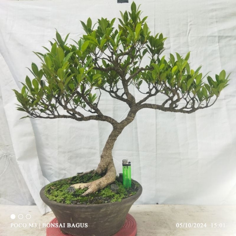 Jual Bahan Bonsai Kimeng Prospek (ficus microcarpa) | Shopee Indonesia