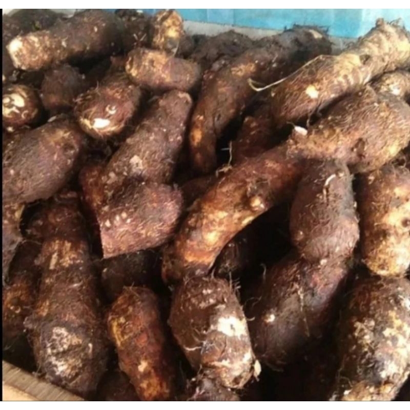 Jual talas belitung super pulen 1kg murah (tidak gatal) | Shopee Indonesia