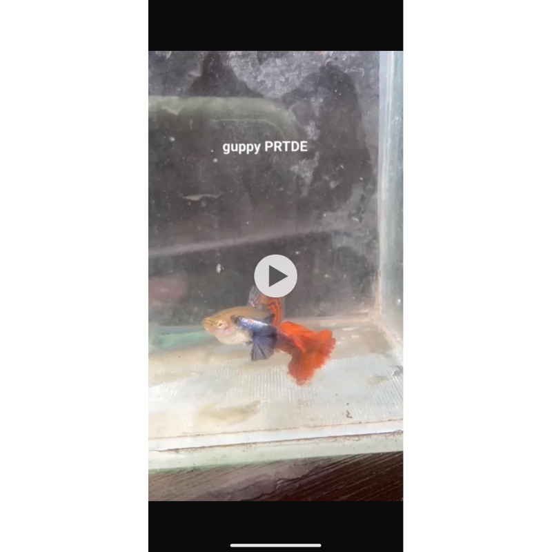 Jual guppy PRTDE per pasangg | Shopee Indonesia