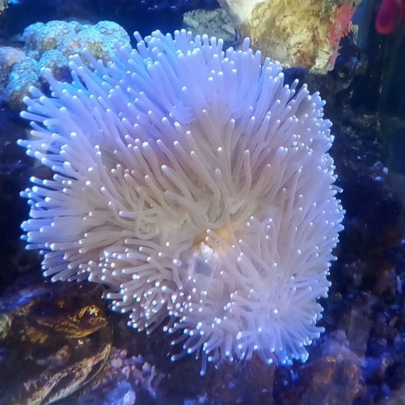 Jual Anemon clown | Shopee Indonesia