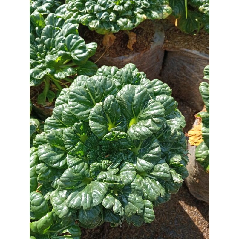 Jual tanaman sayur pagoda hijau | Shopee Indonesia