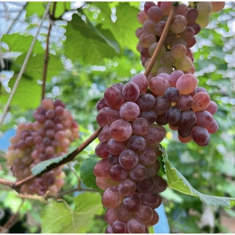 Jual BIBIT ANGGUR IMPORT JUPITER SUPER GENJAH | BISA DI BUAHKAN 5-7 ...