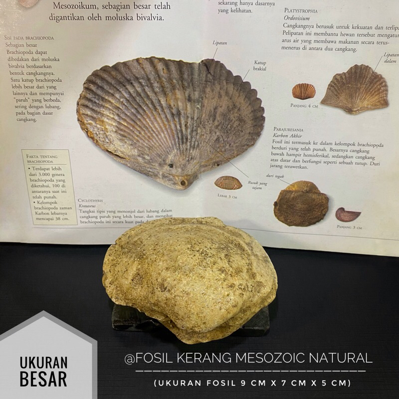Jual Fosil Kerang Purba Natural B12 atau Fosil Bivalvia atau Fosil ...