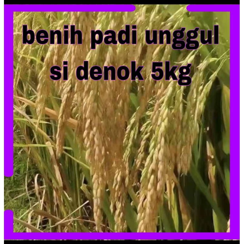 Jual BENIH PADI SI DENOK 5KG ORIGINAL 100% KEMASAN ASLI | Shopee Indonesia