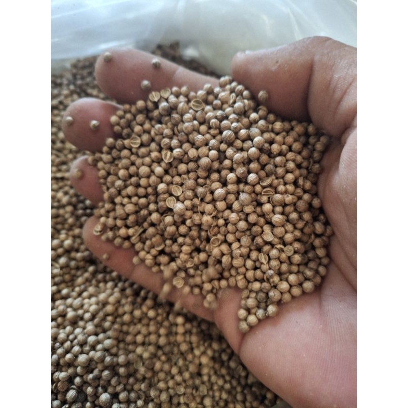 Jual Ketumbar Hitam 100 Gram/Ketumbar Hitam 250 Gram/Ketumbar Hitam 500 ...