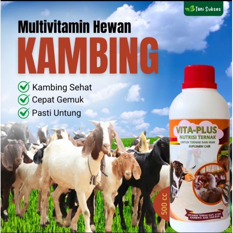 Jual Obat Penggemuk Ternak Kambing | Vitamin Kambing agar cepat gemuk ...