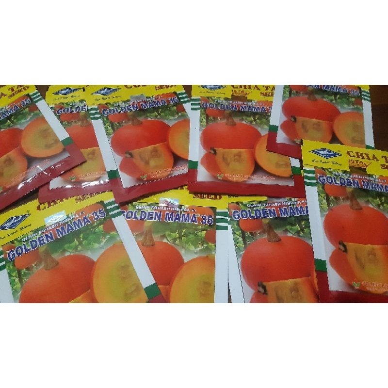 Jual Benih labu/ benih kaboca/ kabocha/ pumkin/ golden mama/ bibit labu ...