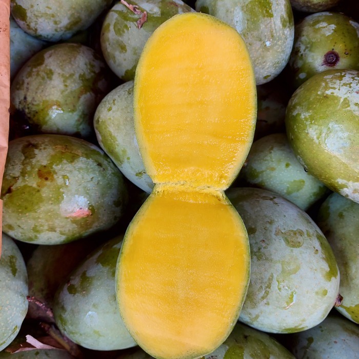 Jual mangga kweni matang pohon per 5 kg | Shopee Indonesia