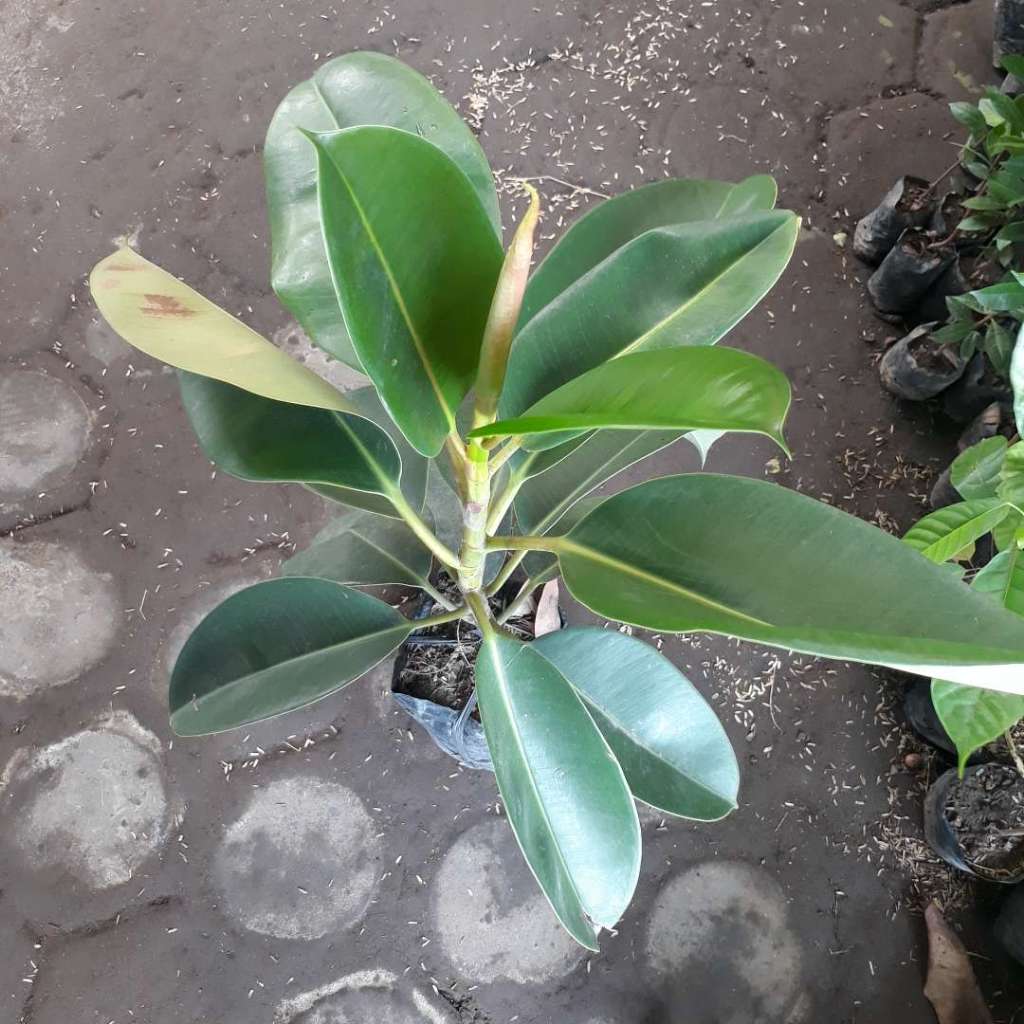 Jual bibit tanaman karet kebo + bonus bibit jambu mede/mente | Shopee Indonesia