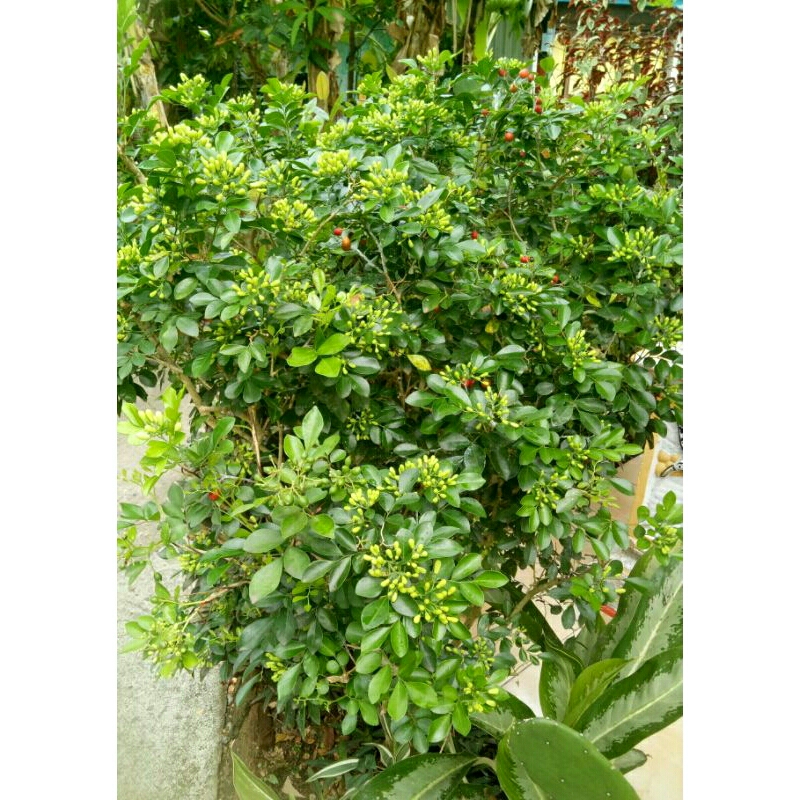 Jual (Ukuran Kecil) Bibit Bunga Kemuning Wangi | Shopee Indonesia