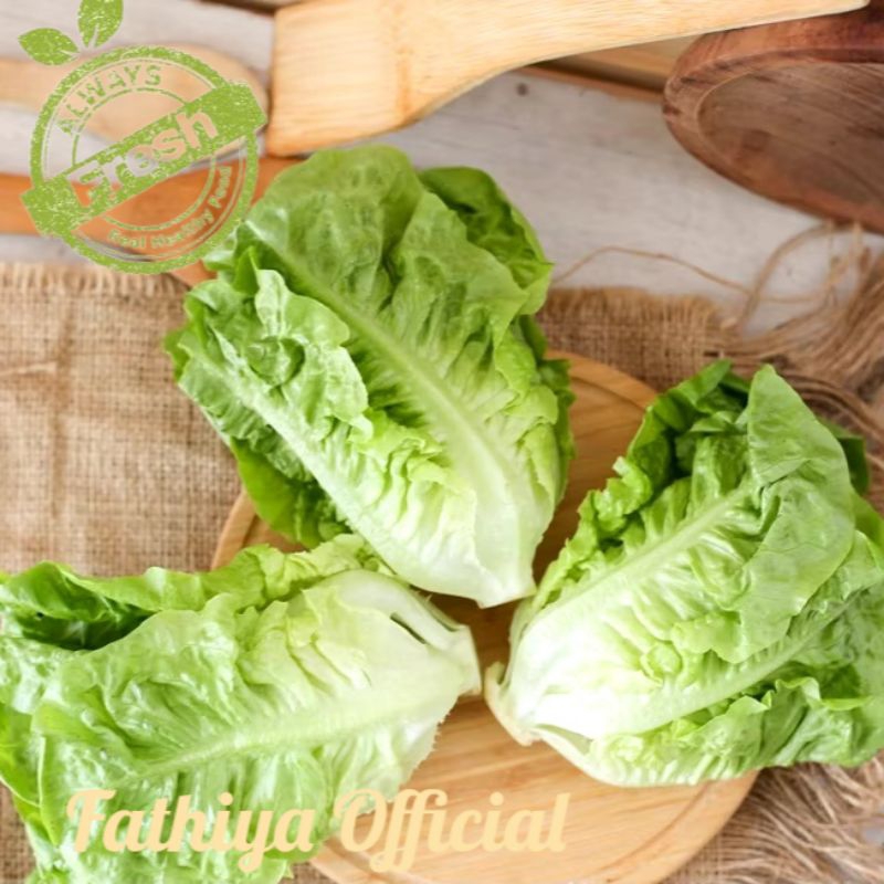 Jual Selada Romaine Segar | Shopee Indonesia