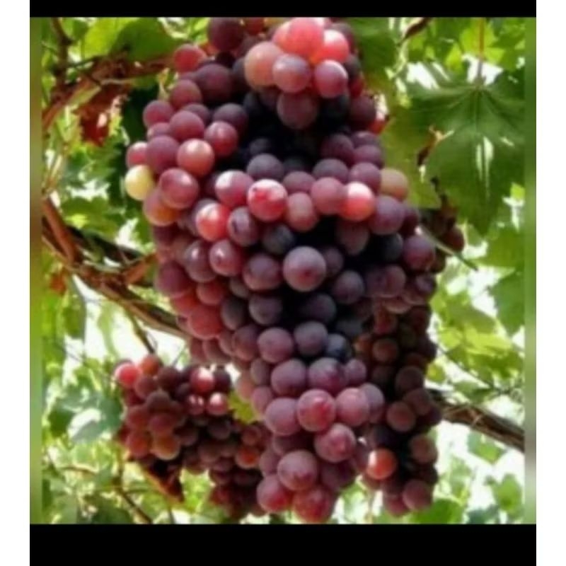 Jual Buah anggur merah manis | Shopee Indonesia