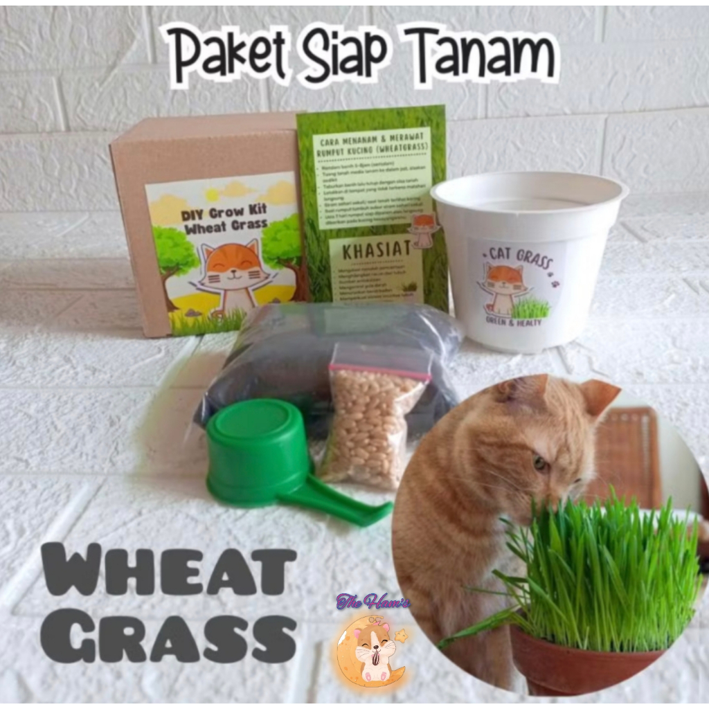 Jual (The Ham's) Berkebun Bertanam DIY Rumput Kucing Paket Siap Tanam ...
