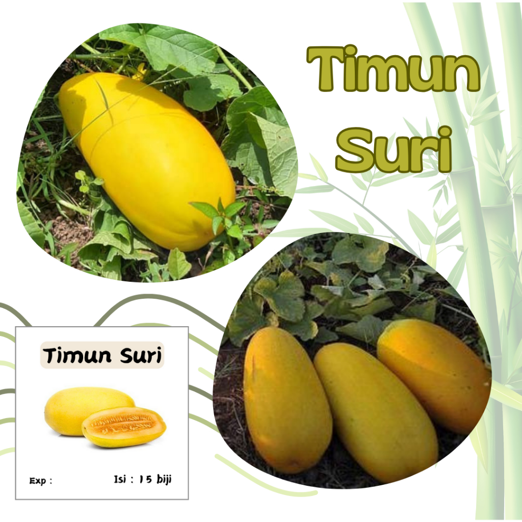 Jual Timun Suri Madu 15 Biji Benih Unggulan Kemasan Ekonomis Repack | Shopee Indonesia