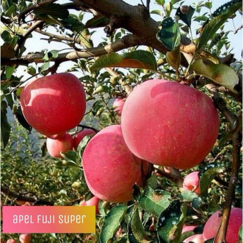 Jual Bibit Apel Fuji Tabulampot Pendek Cepat Berbuah | Shopee Indonesia