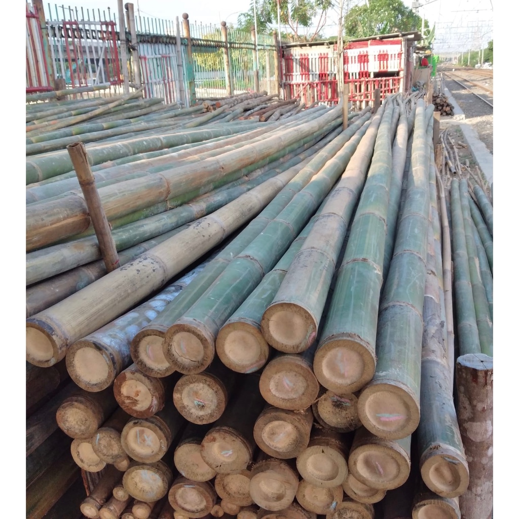 Jual BAMBU STEGER, BAMBU BENDERA, BAMBU CERUCUK MURAH 8-9CM | Shopee ...